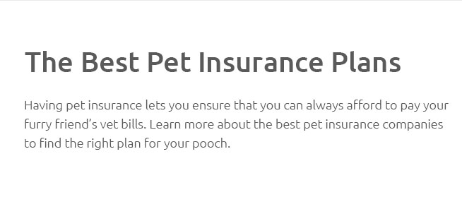 What Is The Best Dog Insurance Plan 🐶 Nov 2025